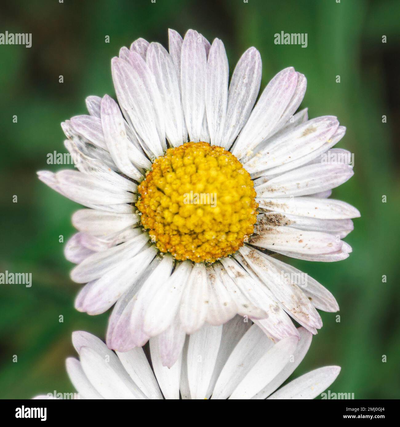 Creamy daisy flowers hi-res stock photography and images - Alamy