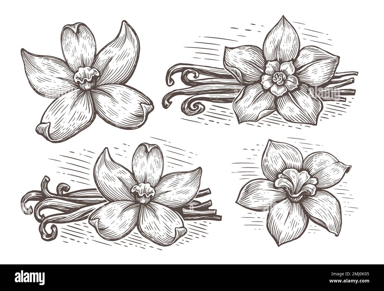 Vanilla pods and orchid flower set. Vanillas spicy sketch. Hand drawn ...