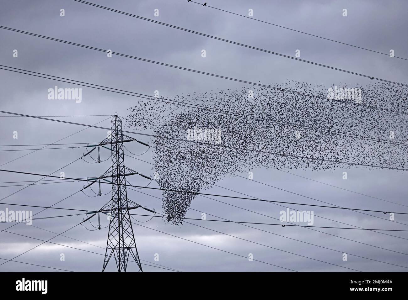 Starlings roosting over Newport Wetlands Wales UK Stock Photo - Alamy