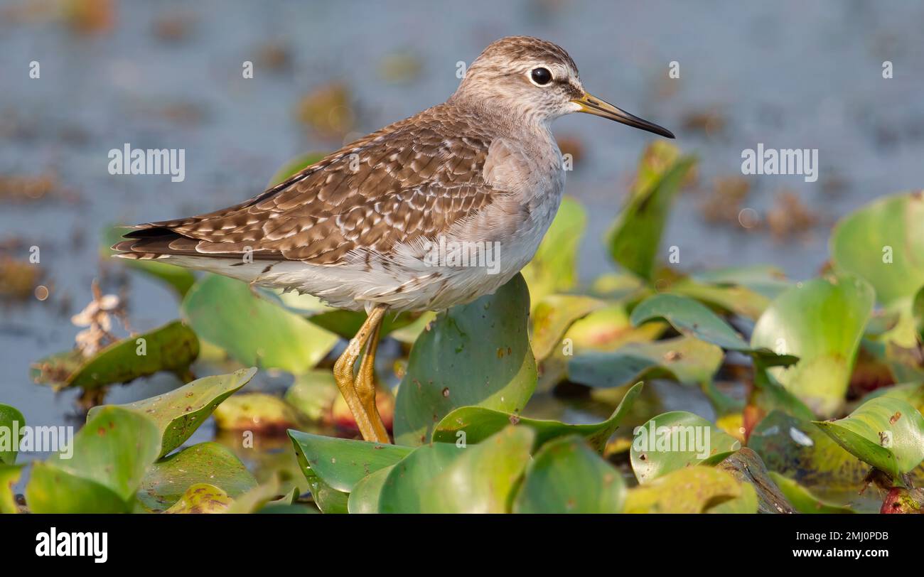Common redshank bird looking for fish in a forest swamp Stock Photo - Alamy