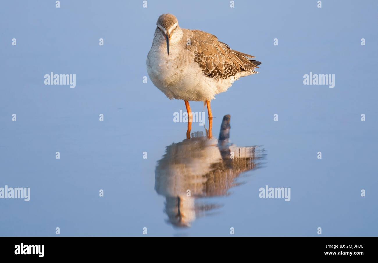Common redshank bird looking for fish in a forest swamp Stock Photo - Alamy