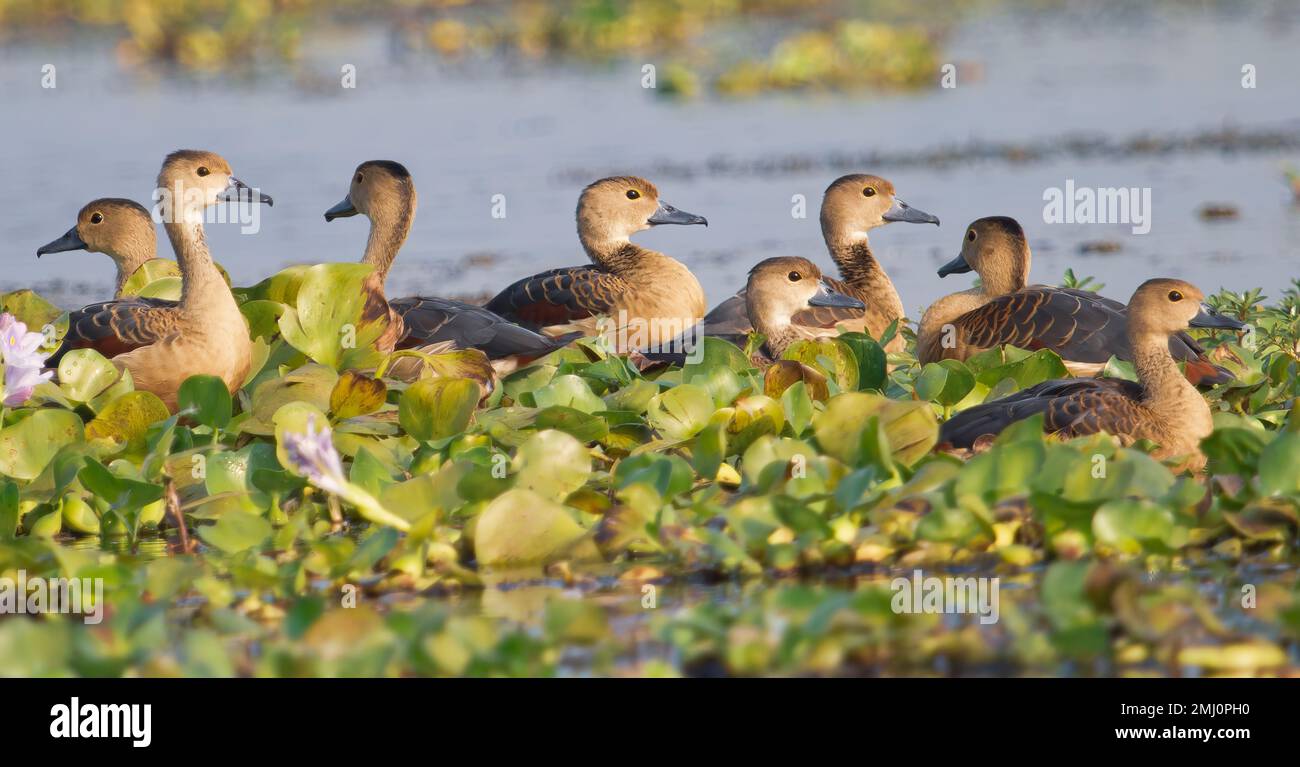 Swamp duck hi-res stock photography and images - Alamy