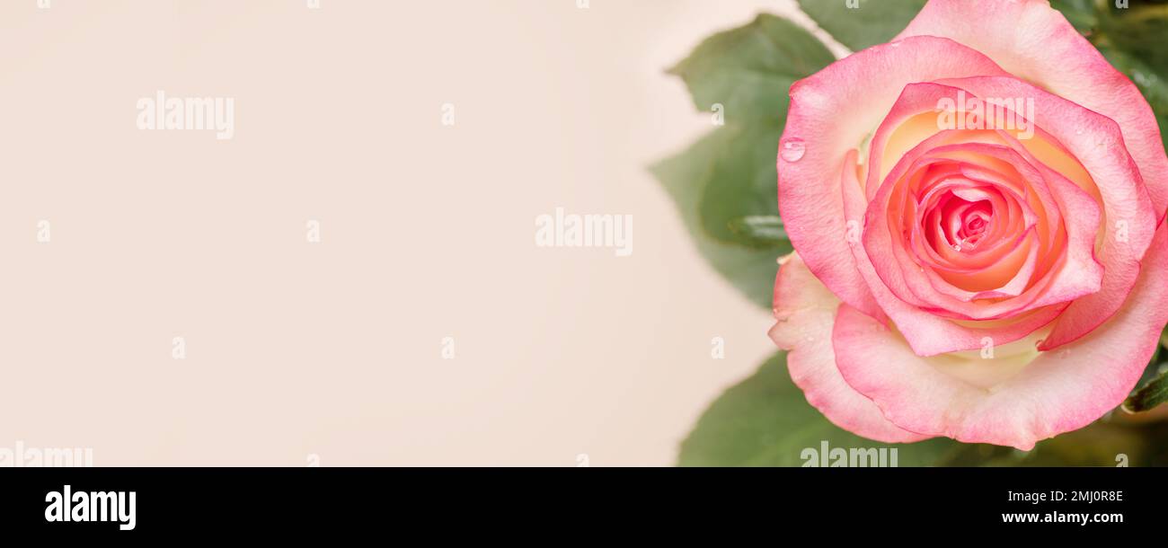 Peach color rose flower close up on light beige. Pastel natural ...