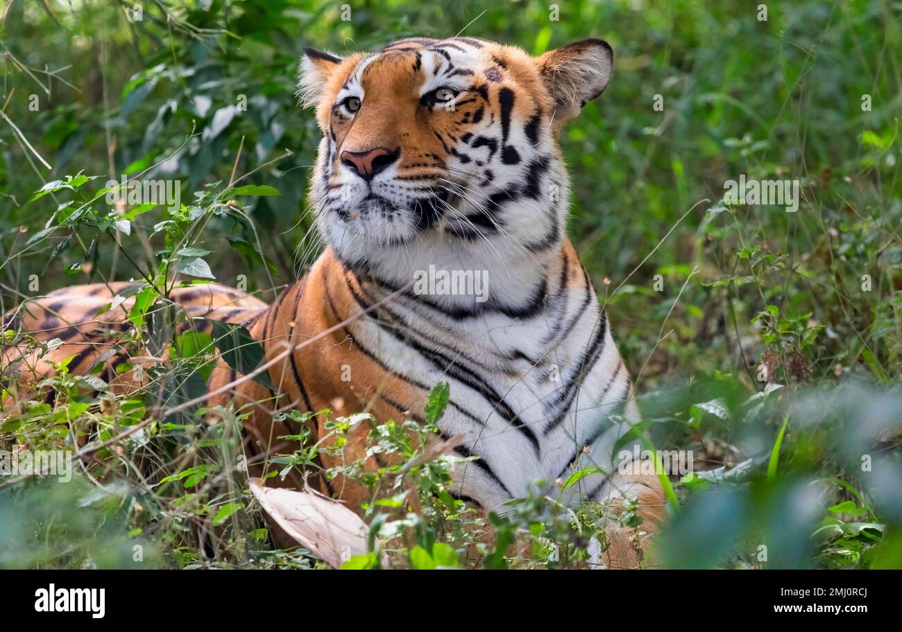 Bengal Tiger in close up view sitting in the bushes at Bannerghatta ...