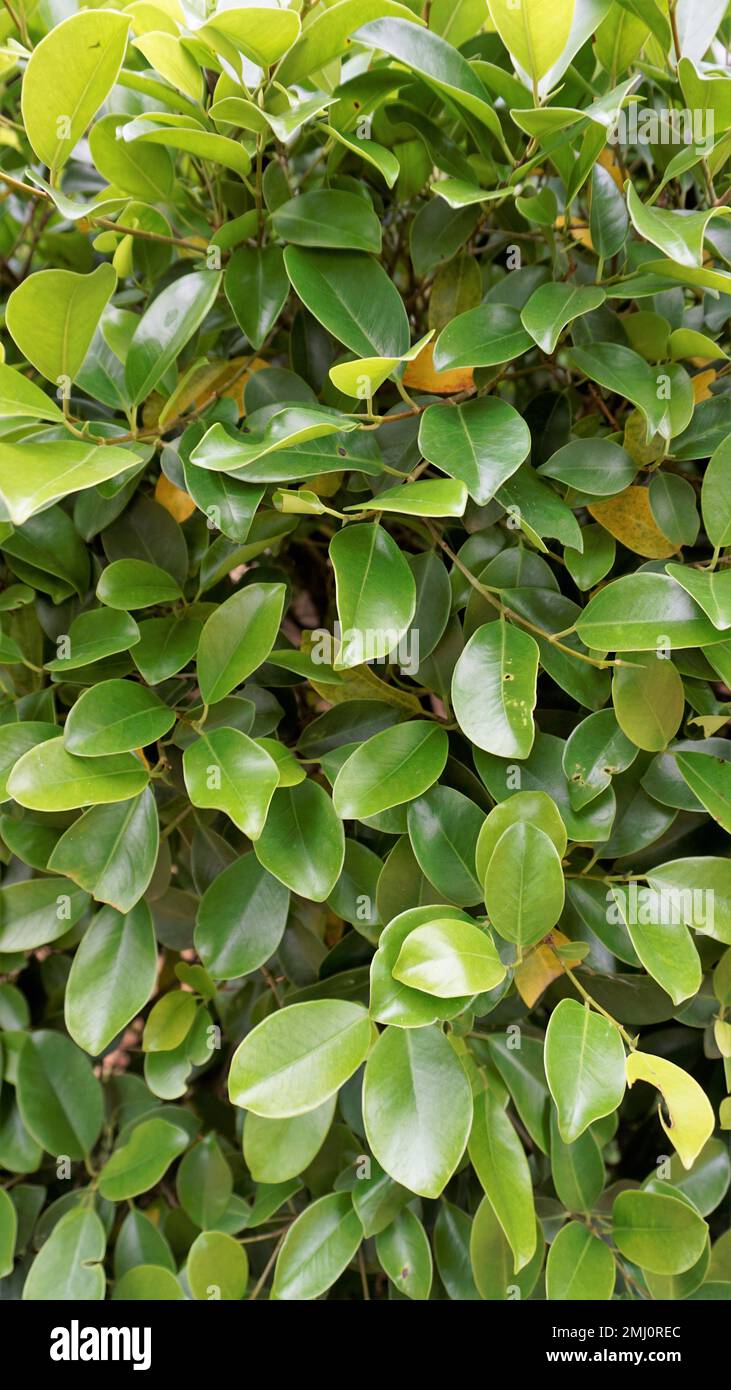 Closeup of ficus leaves. Bright green fence decorative tree leaves of ...