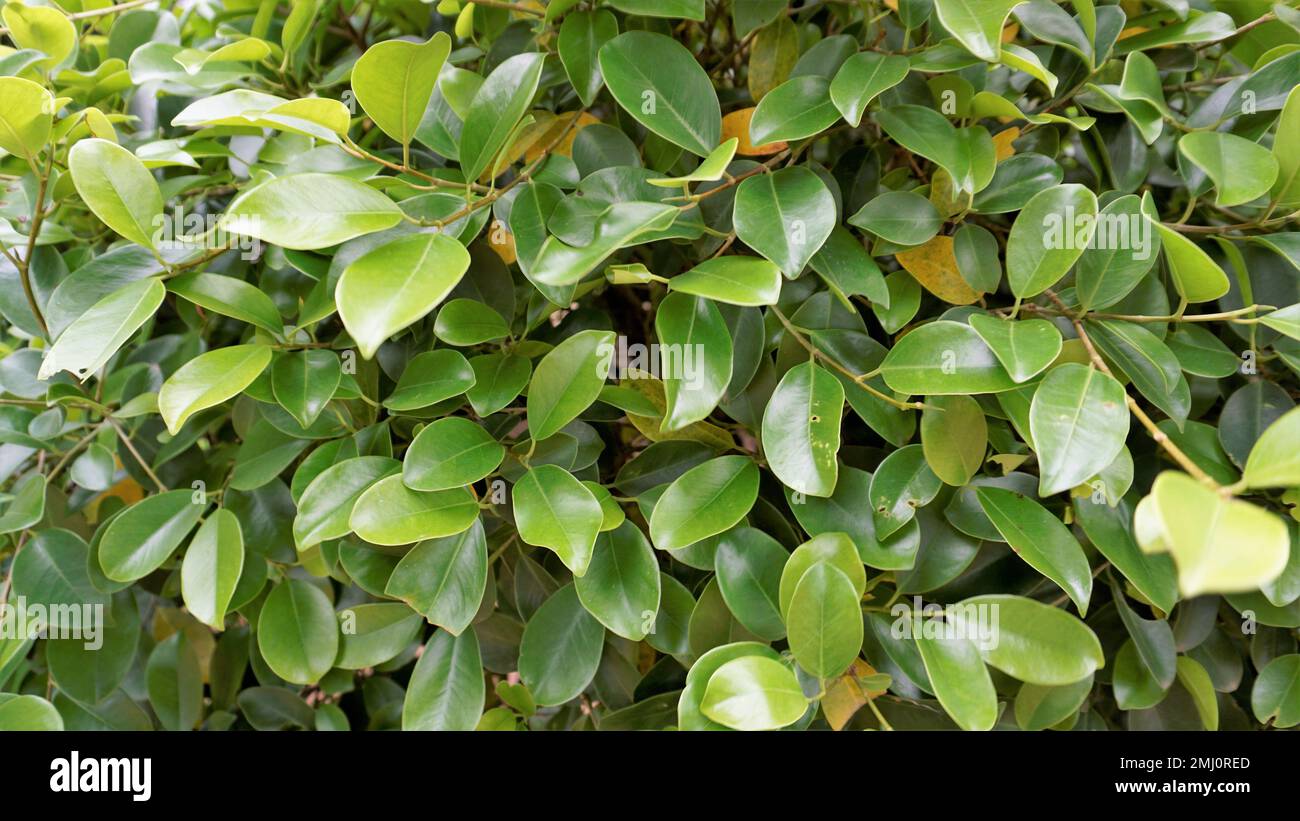 Ficus Infectoria Hedge