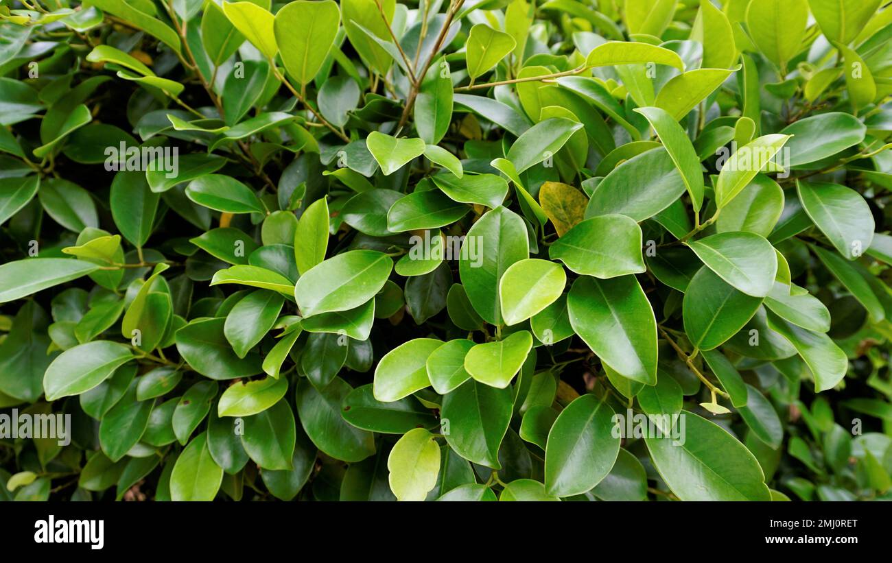 Closeup of ficus leaves. Bright green fence decorative tree leaves of ...