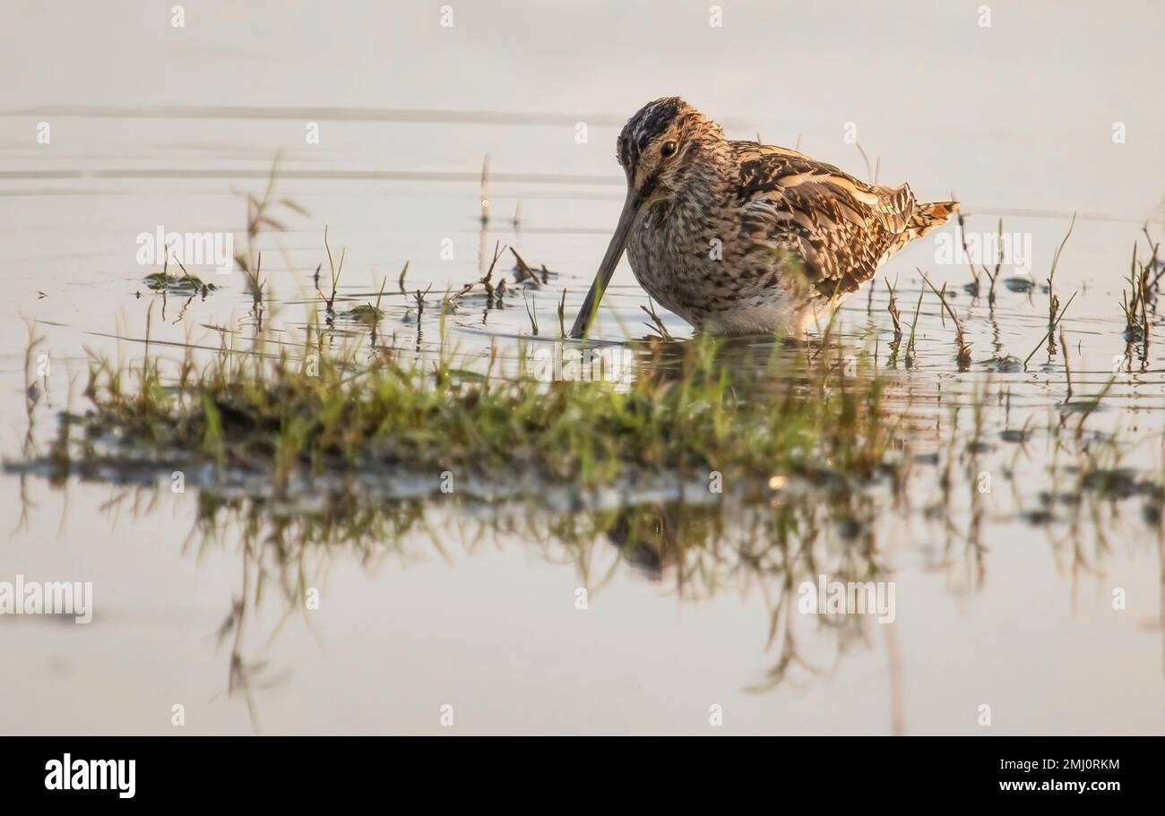 Wetland bird of india hi-res stock photography and images - Alamy