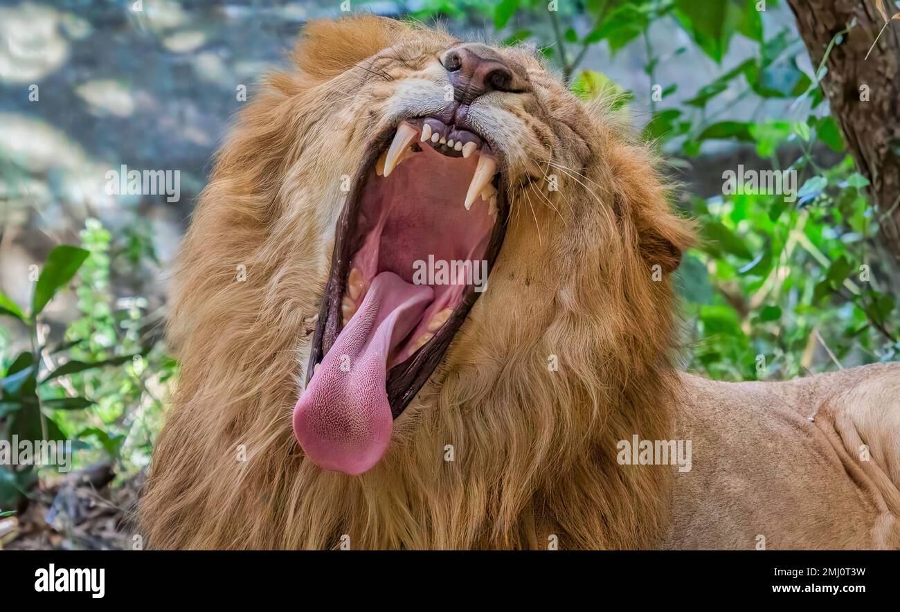 Indian lion in close-up view, spotted at Bannerghatta forest in ...
