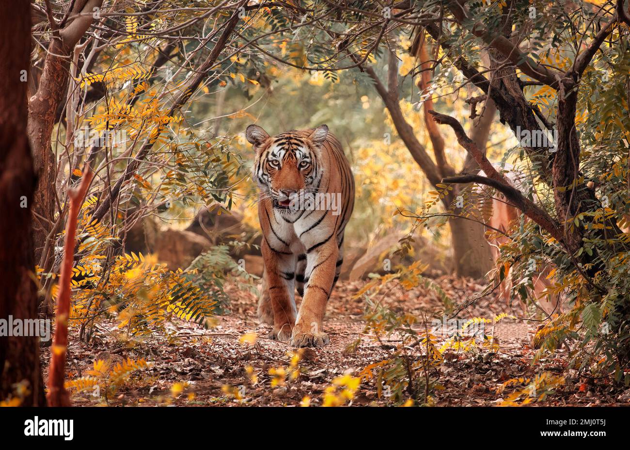 Bengal Tiger in Bannerghatta forest in Karnataka, India, shot with soft bokeh background Stock ...