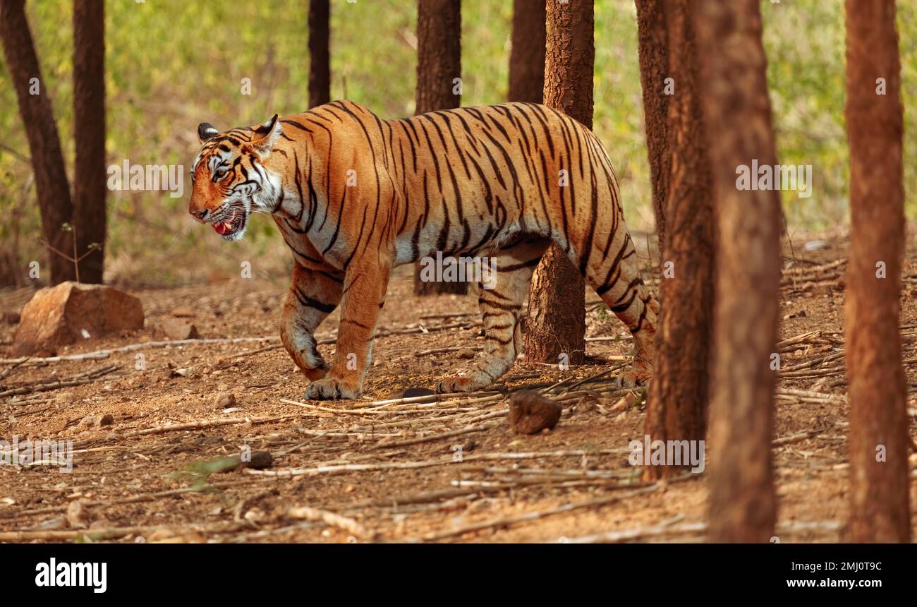 Bengal Tiger in the dense forest of Bannerghatta in Karnataka, India ...