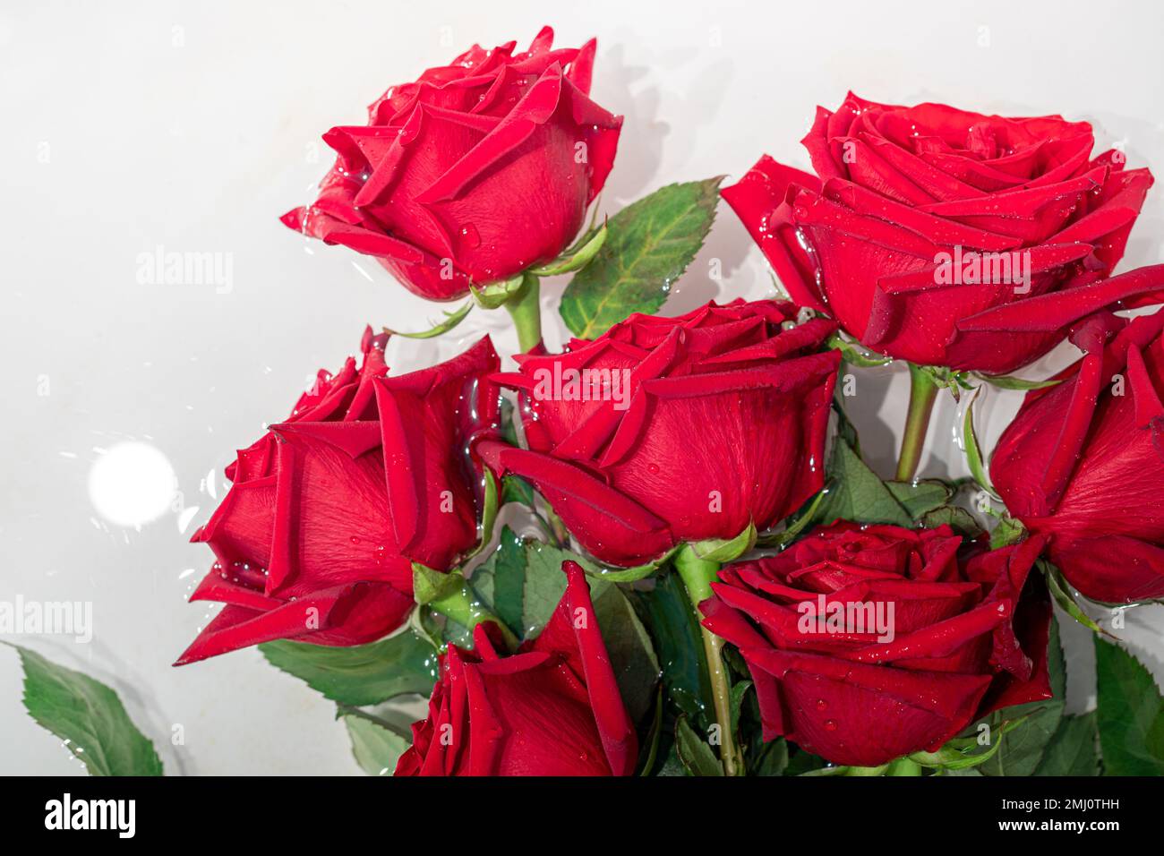 Wet red roses hi-res stock photography and images - Alamy