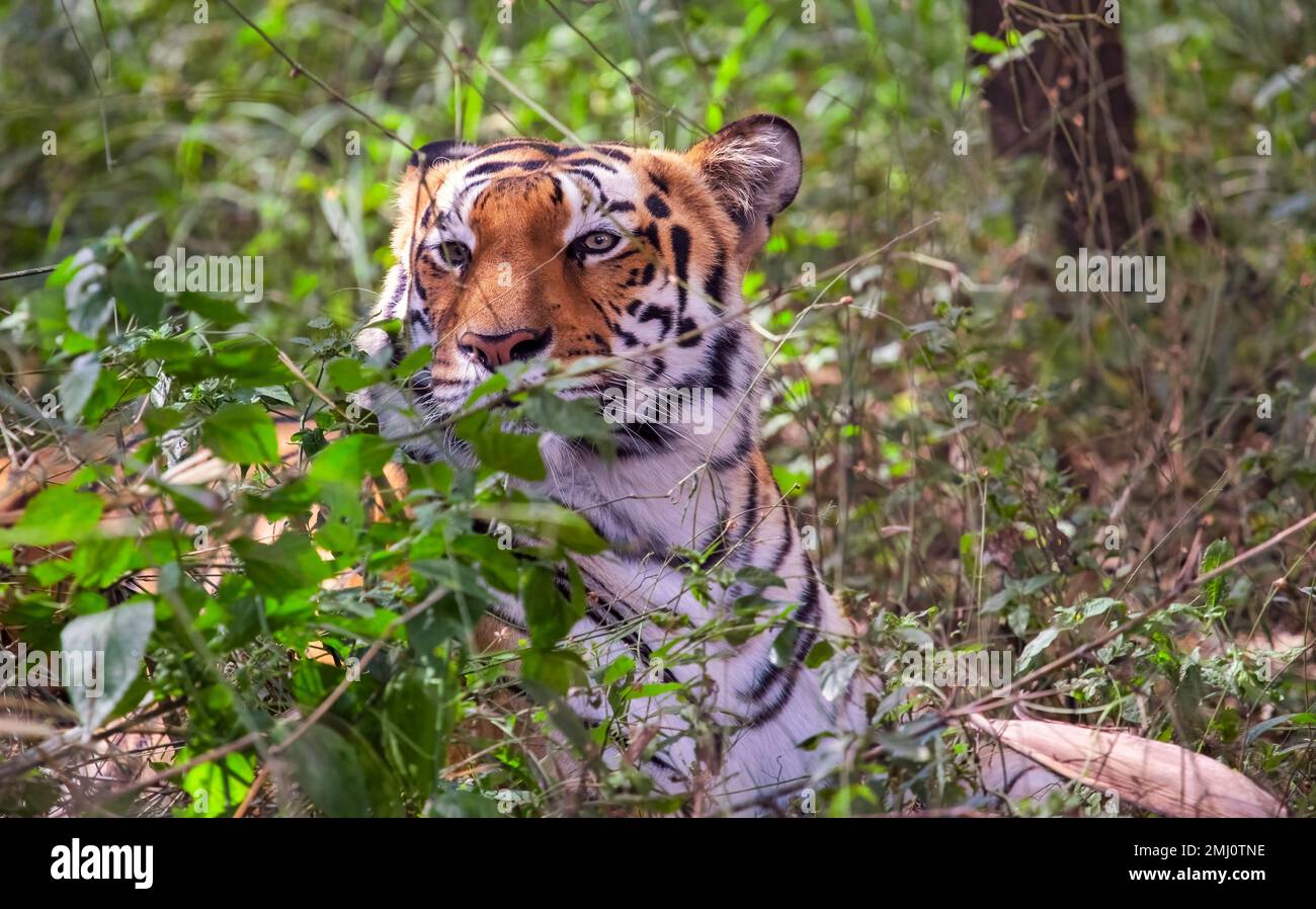 Bengal Tiger in close up view sitting in the bushes at Bannerghatta ...