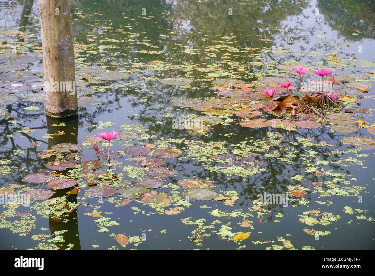 Beautiful view of a pond filled with leaves of Nymphaea , aquatic ...