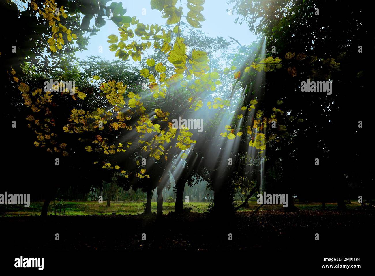 Dark forest sun rays hi-res stock photography and images - Alamy