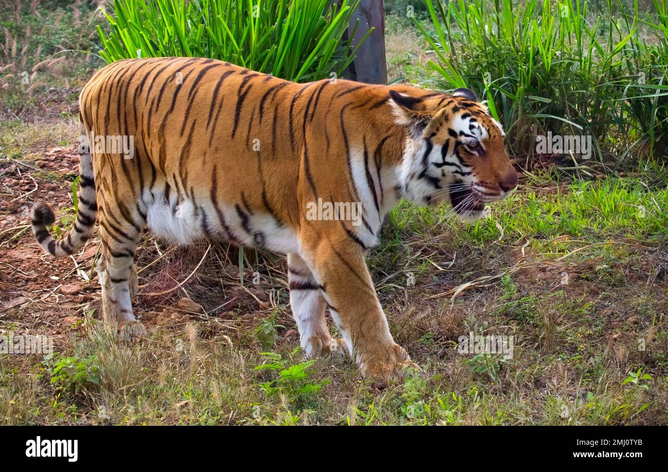 Bengal Tiger in the dense forest of Bannerghatta in Karnataka, India ...
