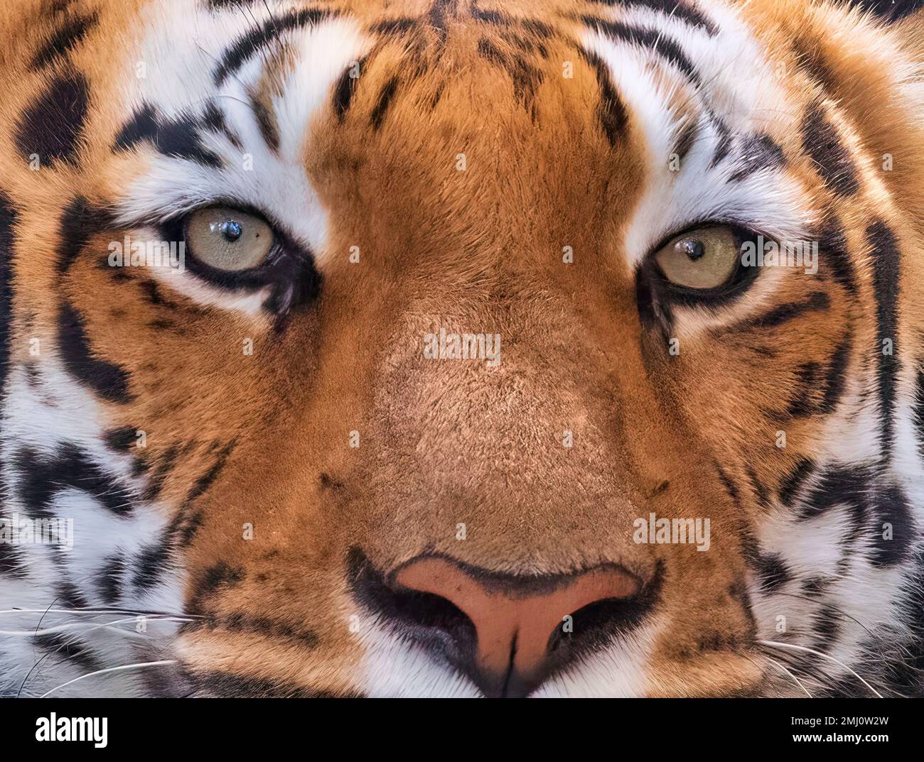 Bengal Tiger in close up view sitting in the bushes at Bannerghatta ...
