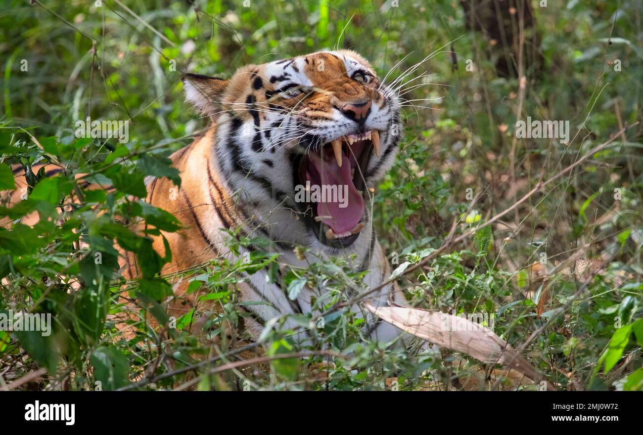 Bengal Tiger in close up view sitting in the bushes at Bannerghatta ...