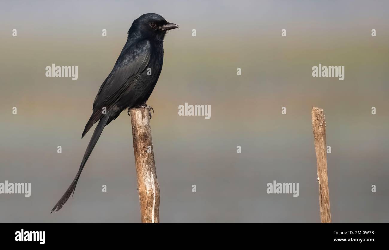 Black drongo perched on bamboo hi-res stock photography and images - Alamy