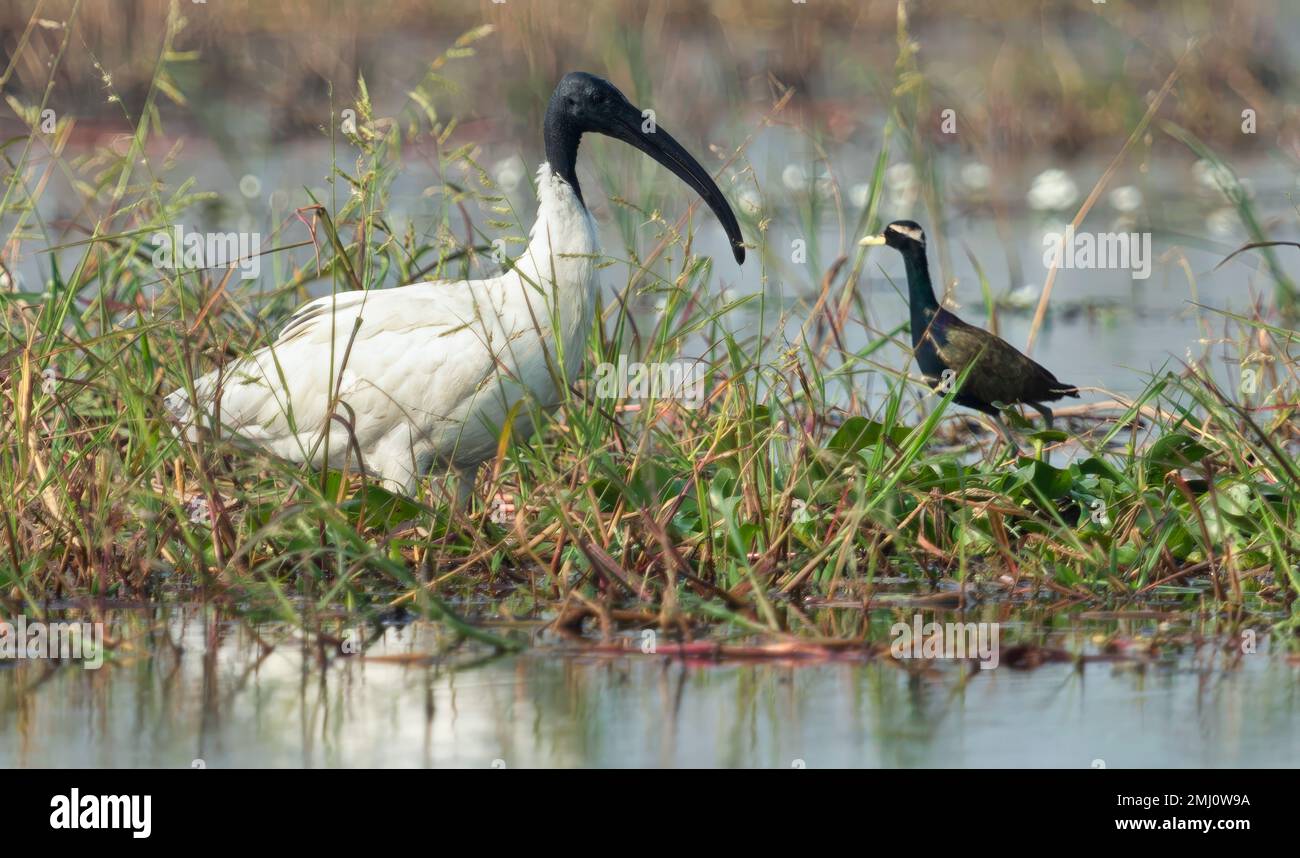 Black headed Ibis bird with long black beak near a forest swamp in ...