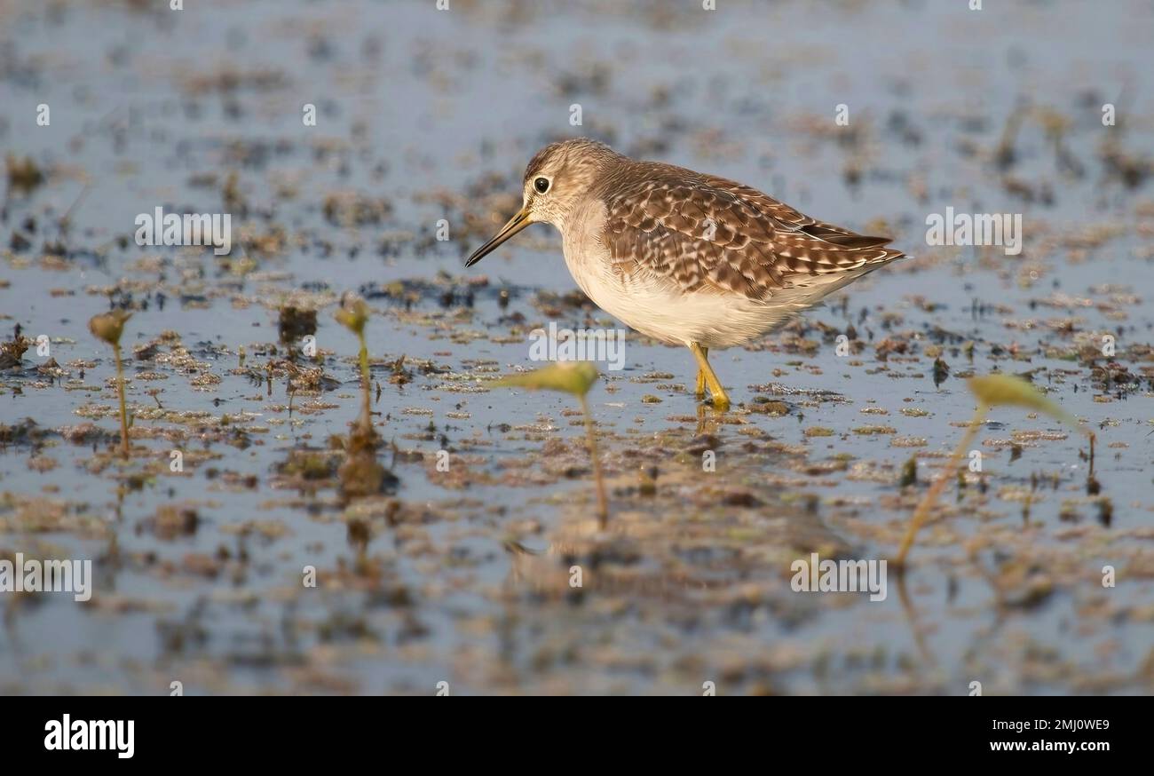 Common sandpiper wide hi-res stock photography and images - Alamy