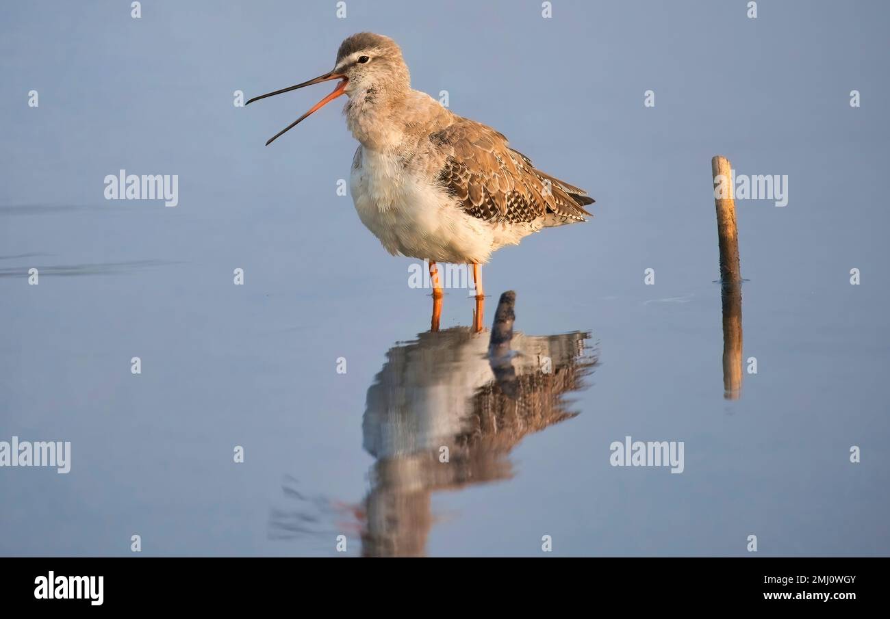 Wetland bird of india hi-res stock photography and images - Alamy