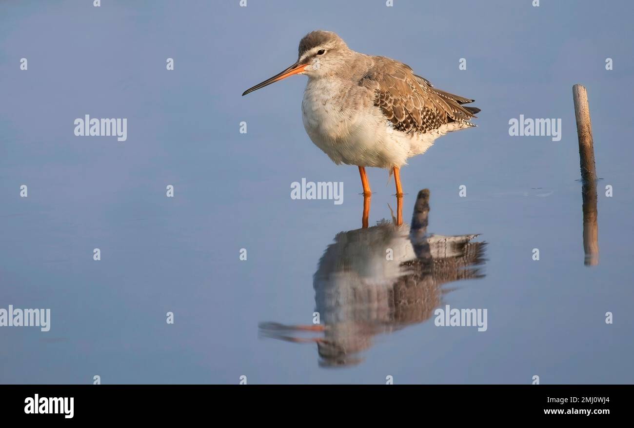Indian bird wader hi-res stock photography and images - Alamy