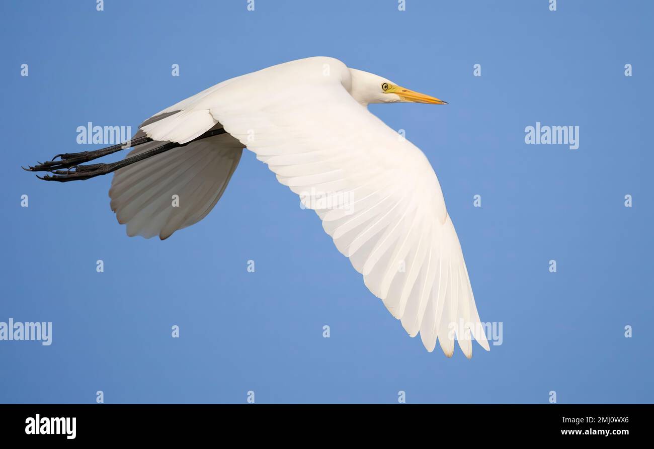 Great egret bird animal hi-res stock photography and images - Alamy
