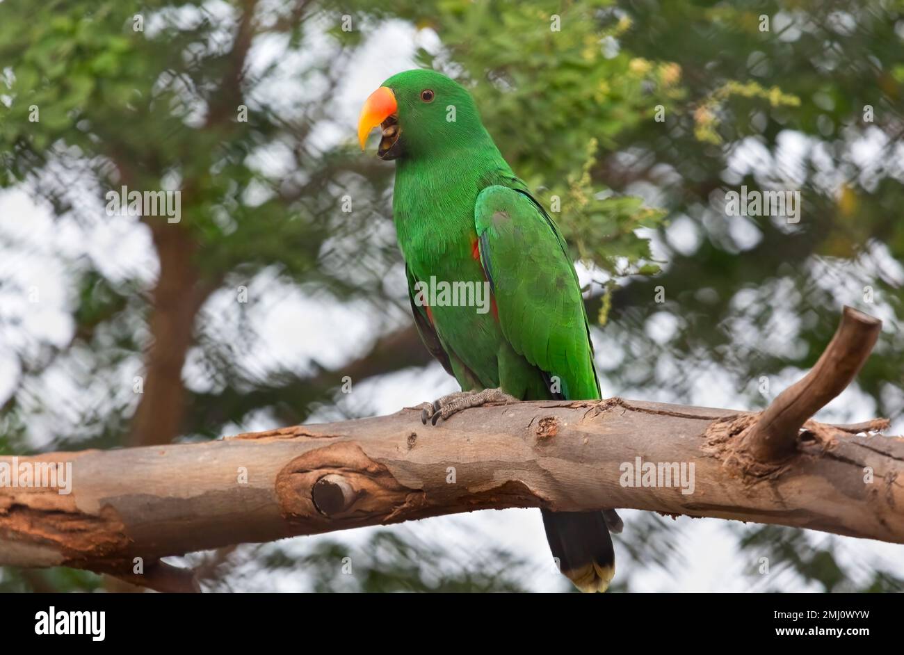 Green parrot bird perched on a tree branch at Bannerghatta forest in ...