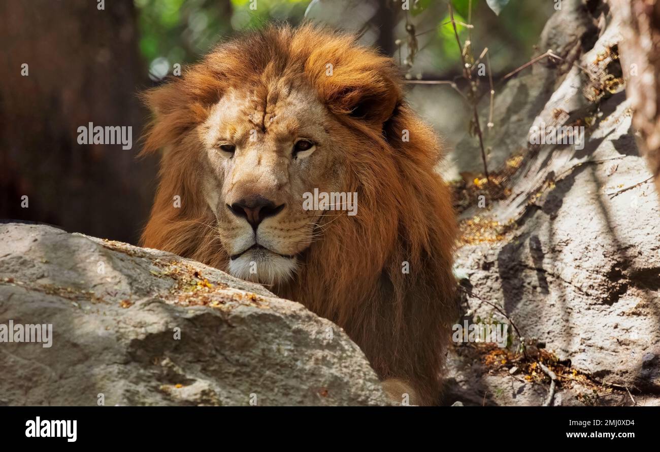 Indian lion in close-up view, spotted at Bannerghatta forest in ...