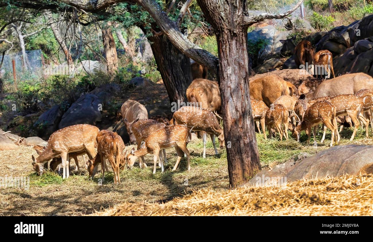 Indian spotted deer grazing at the National Forest at Bannerghatta ...