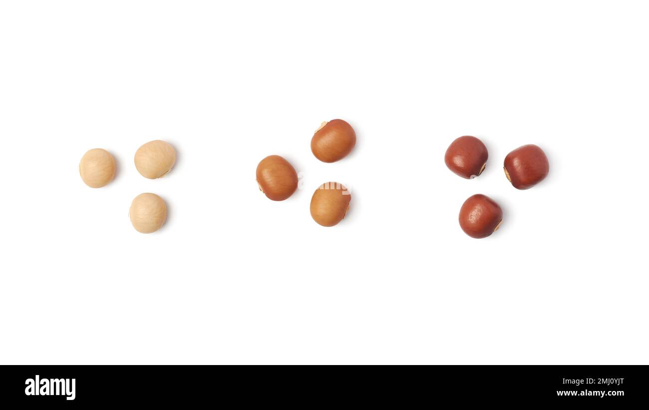 immature to mature winged bean seeds, also known as cigarillas, manila ...