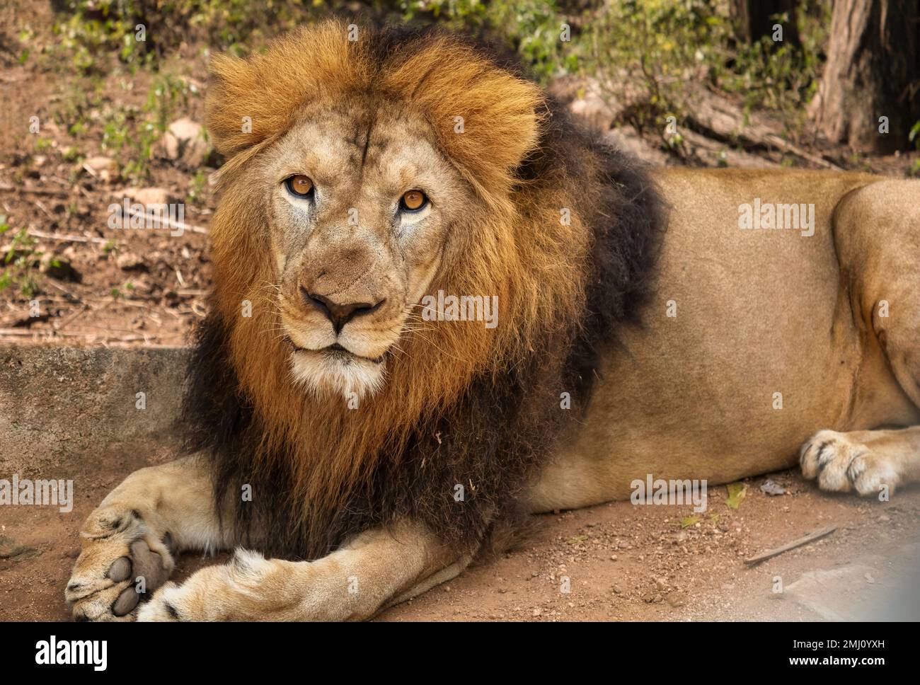 Indian lion in close-up view, spotted at Bannerghatta forest in ...