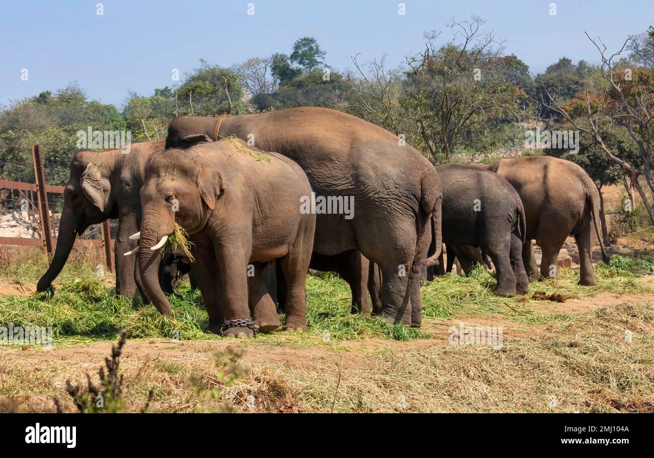 Indian elephants used for jungle work feeding at Bannerghatta National ...