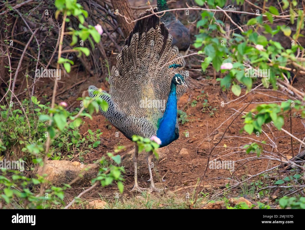 Peacock national bird of india hi-res stock photography and images - Alamy