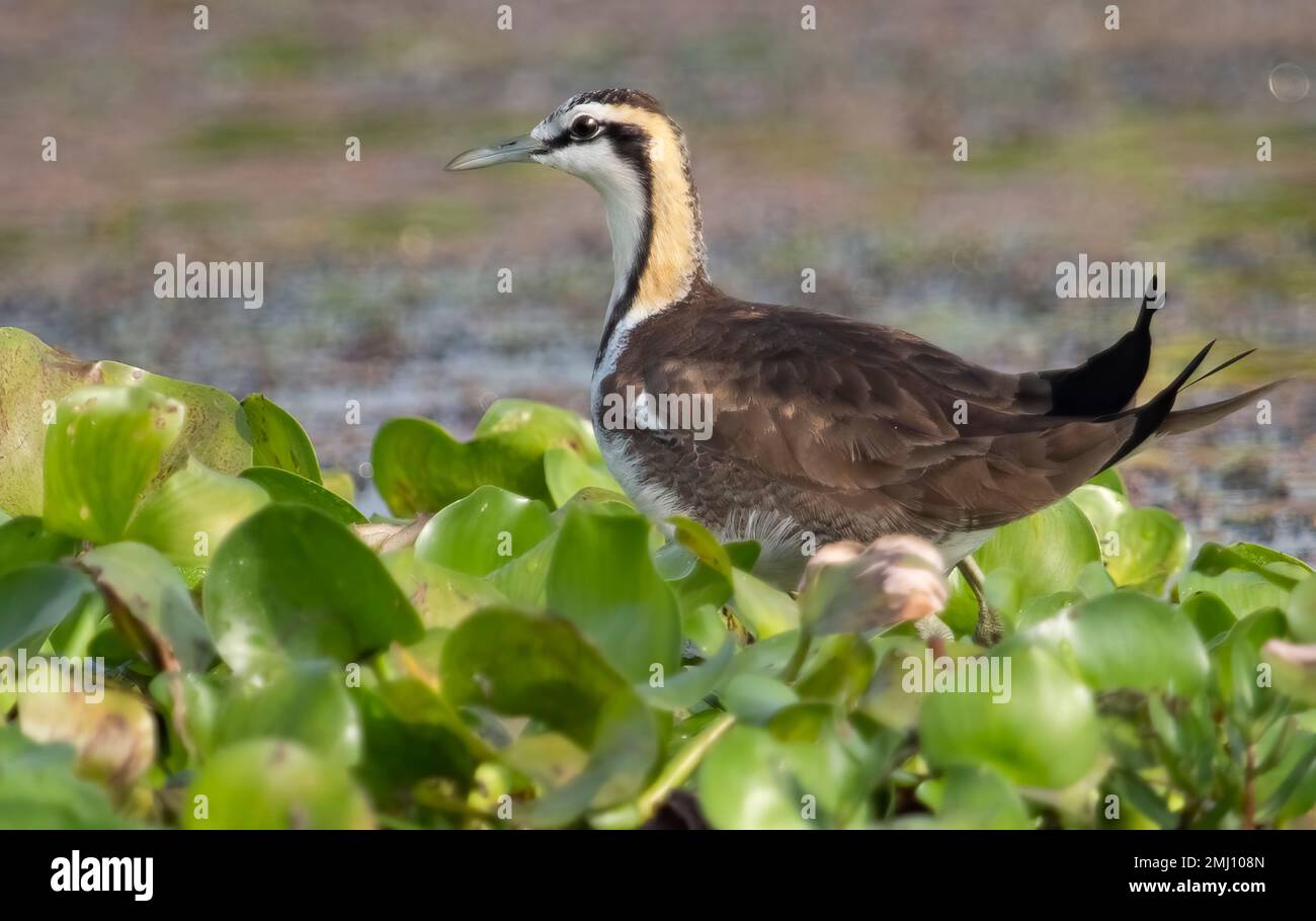 Pheasant-tailed Jacana bird perched on floating foliage at a forest ...