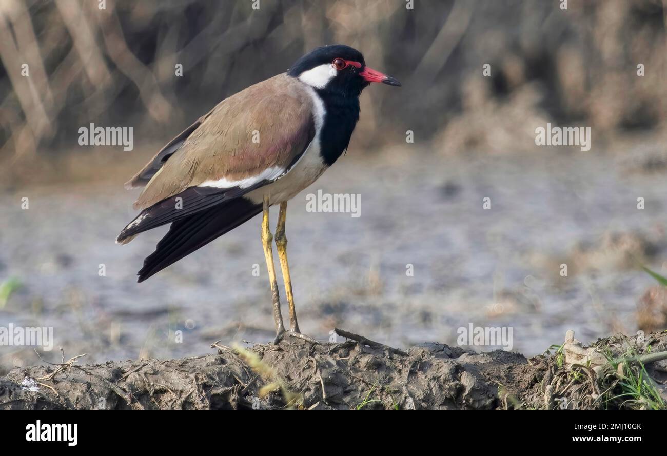 Red-wattled Lapwing bird with gray, white and black feathers perched on ...