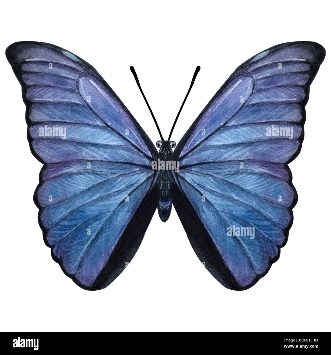 Beautiful blue-violet butterfly. Hand-drawn watercolor illustration ...