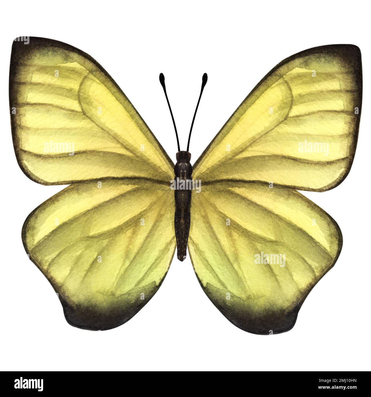 Beautiful yellow butterfly. Hand-drawn watercolor illustration isolated ...