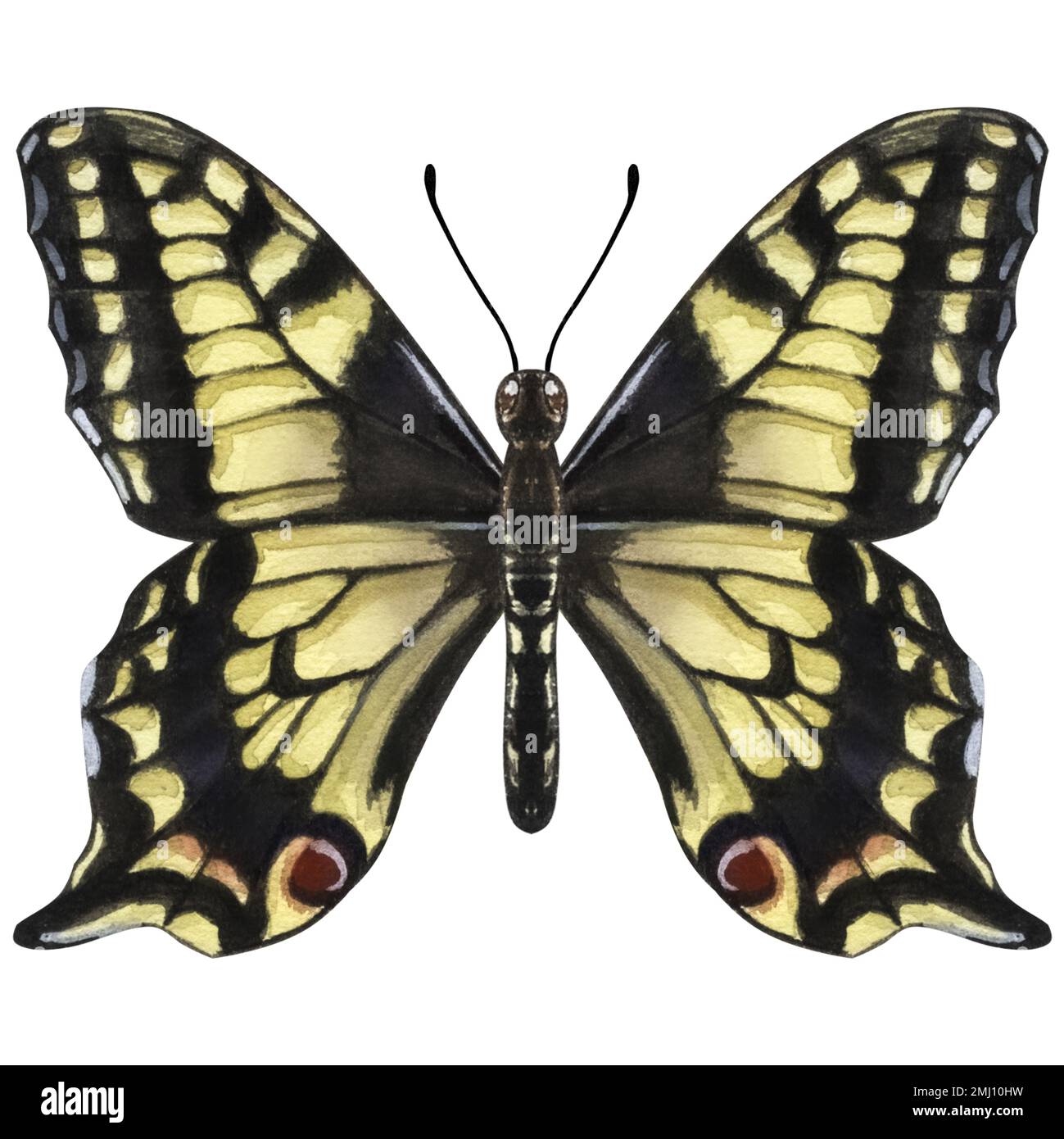 Beautiful Mahaon butterfly. Hand-drawn watercolor illustration isolated ...