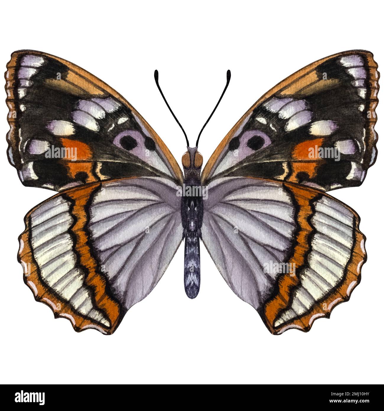 Orange Butterfly Png
