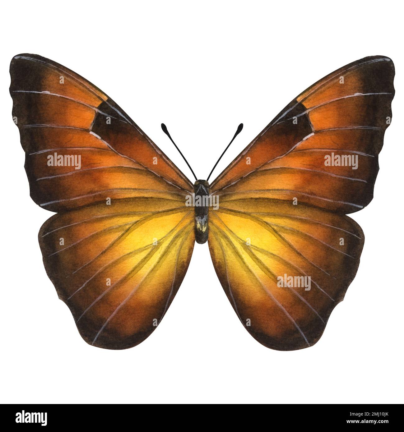Beautiful orange butterfly. Hand-drawn watercolor illustration isolated ...