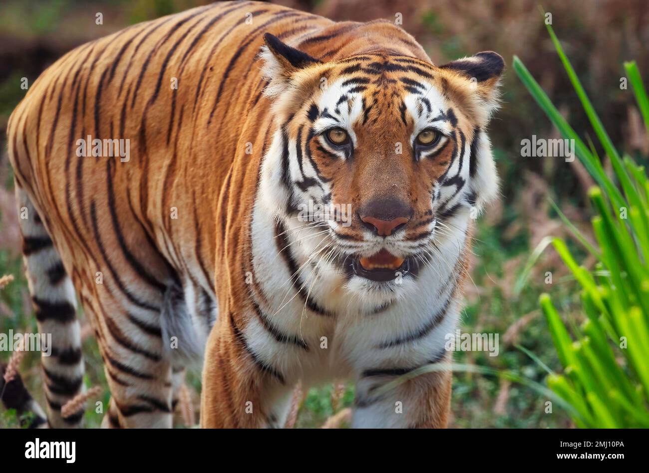 Bengal Tiger in the dense forest of Bannerghatta in Karnataka, India ...