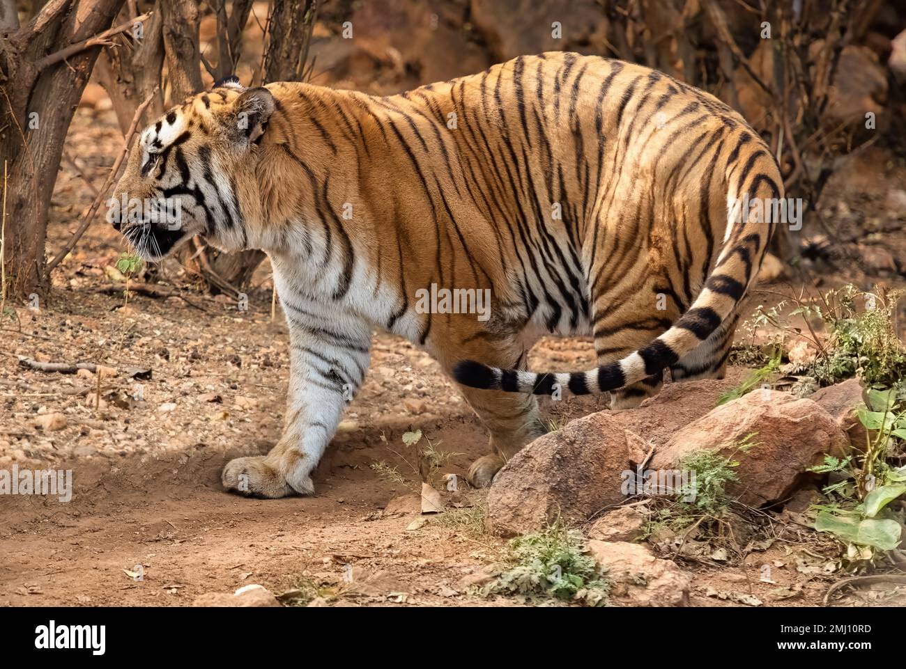 Bengal Tiger in the dense forest of Bannerghatta in Karnataka, India ...