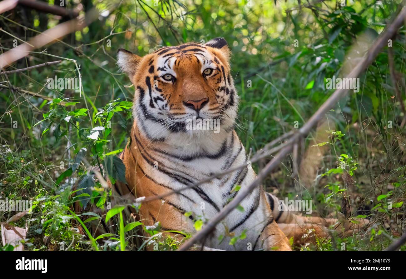 Bengal Tiger in close up view sitting in the bushes at Bannerghatta ...