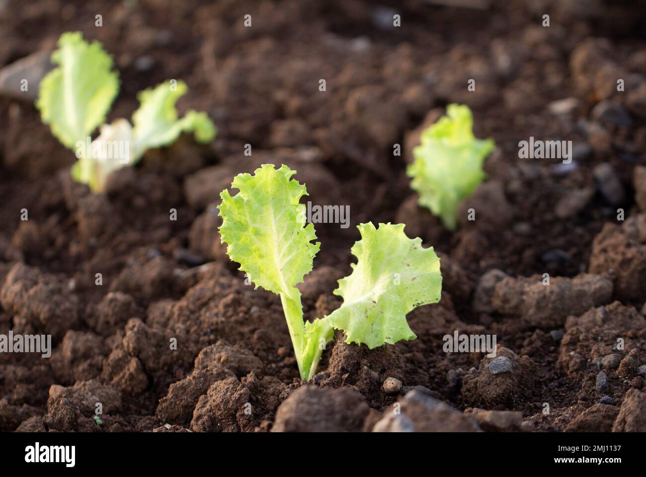 freshly grown lettuce seedlings on farm background Stock Photo - Alamy
