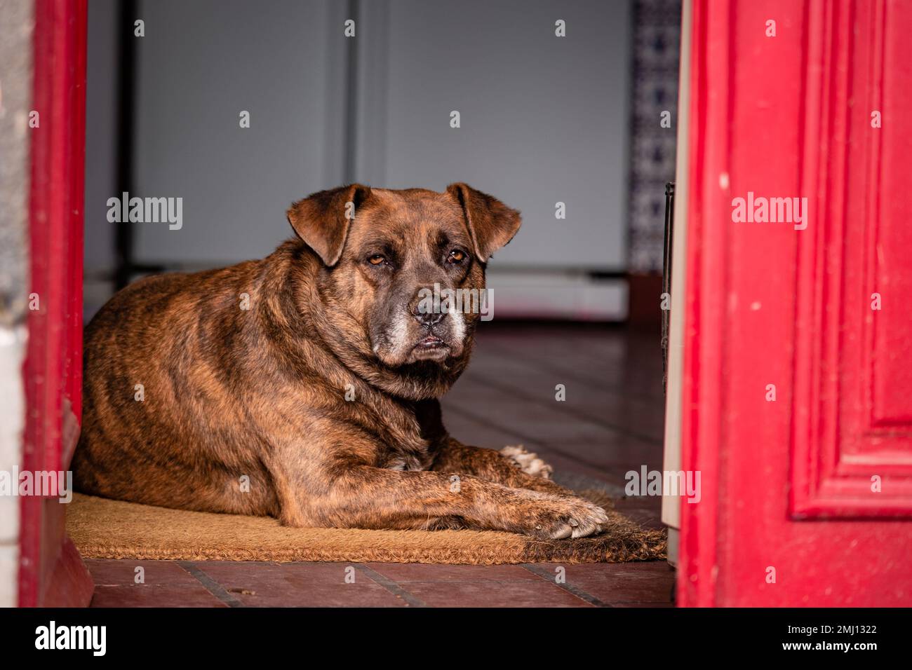 Cute brown dog, guarding the house, at farm with animals Stock Photo ...