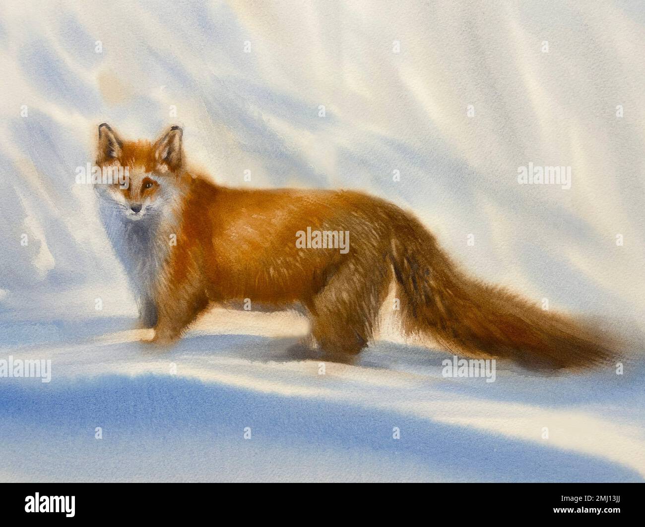 Red fox in the forest hi-res stock photography and images - Alamy