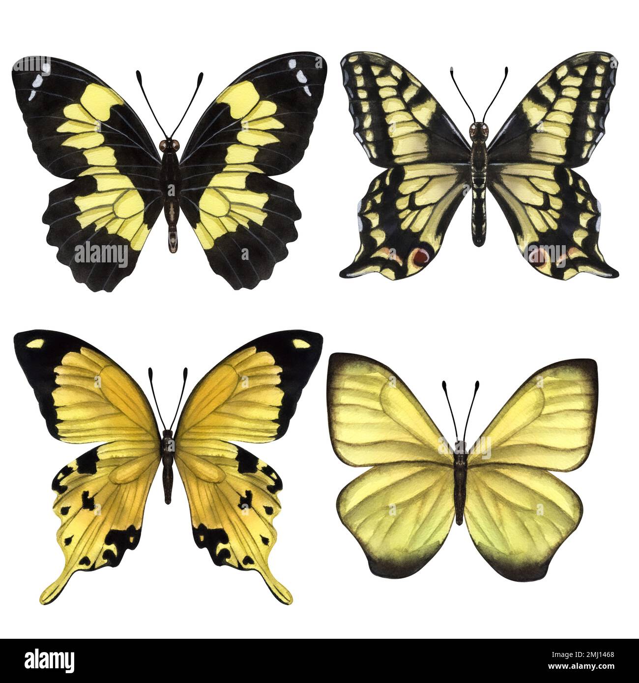 Beautiful yellow butterflies. Hand-drawn watercolor illustration ...