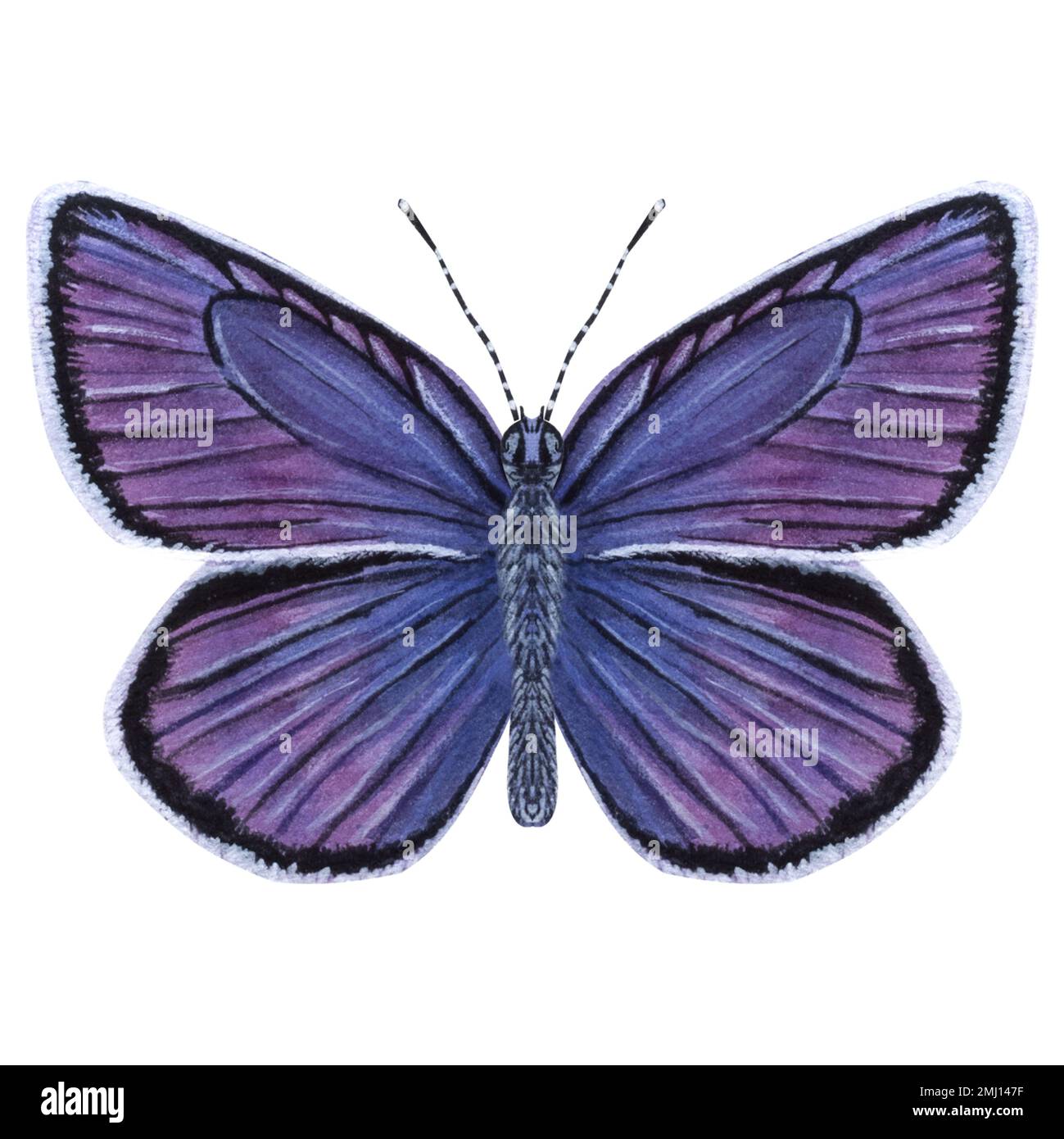 Beautiful blue-violet butterfly. Hand-drawn watercolor illustration ...